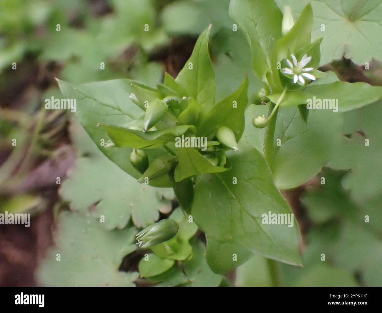 common chickweed (Stellaria media Stock Photo - Alamy