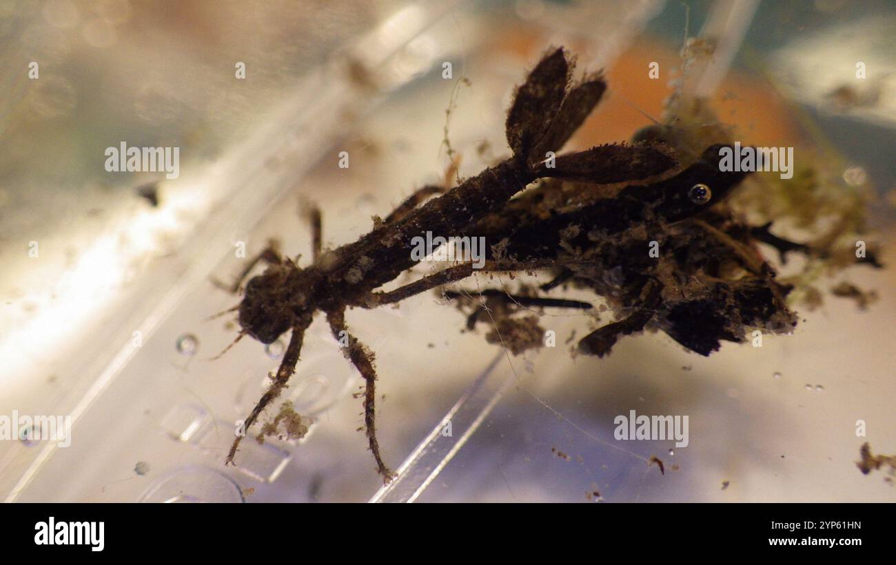Narrow winged damselflies coenagrionidae hi-res stock photography and ...