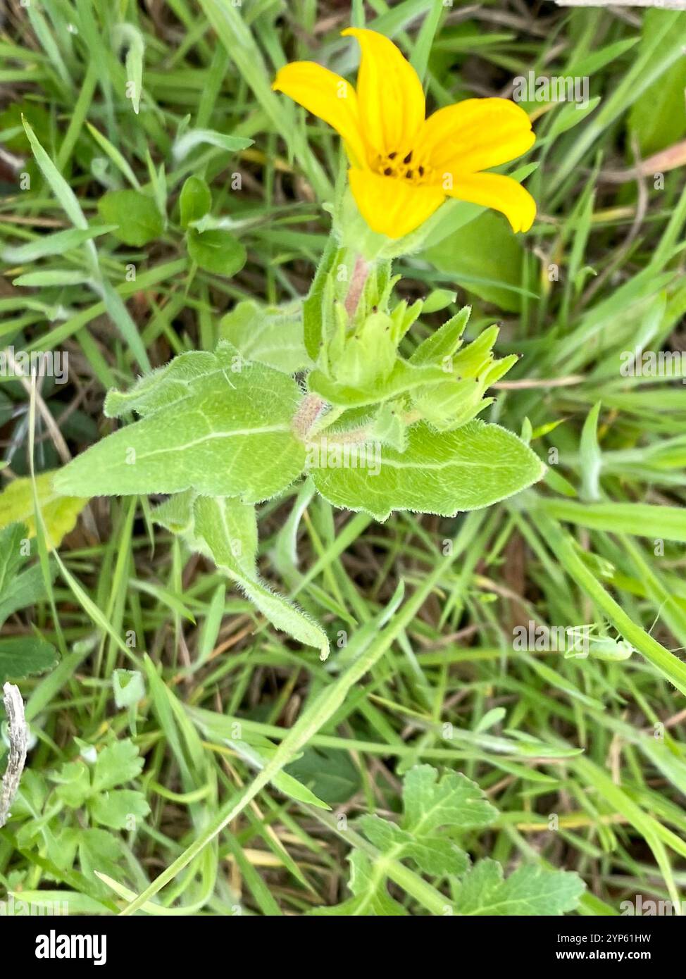 Texas yellow star (Lindheimera texana Stock Photo - Alamy