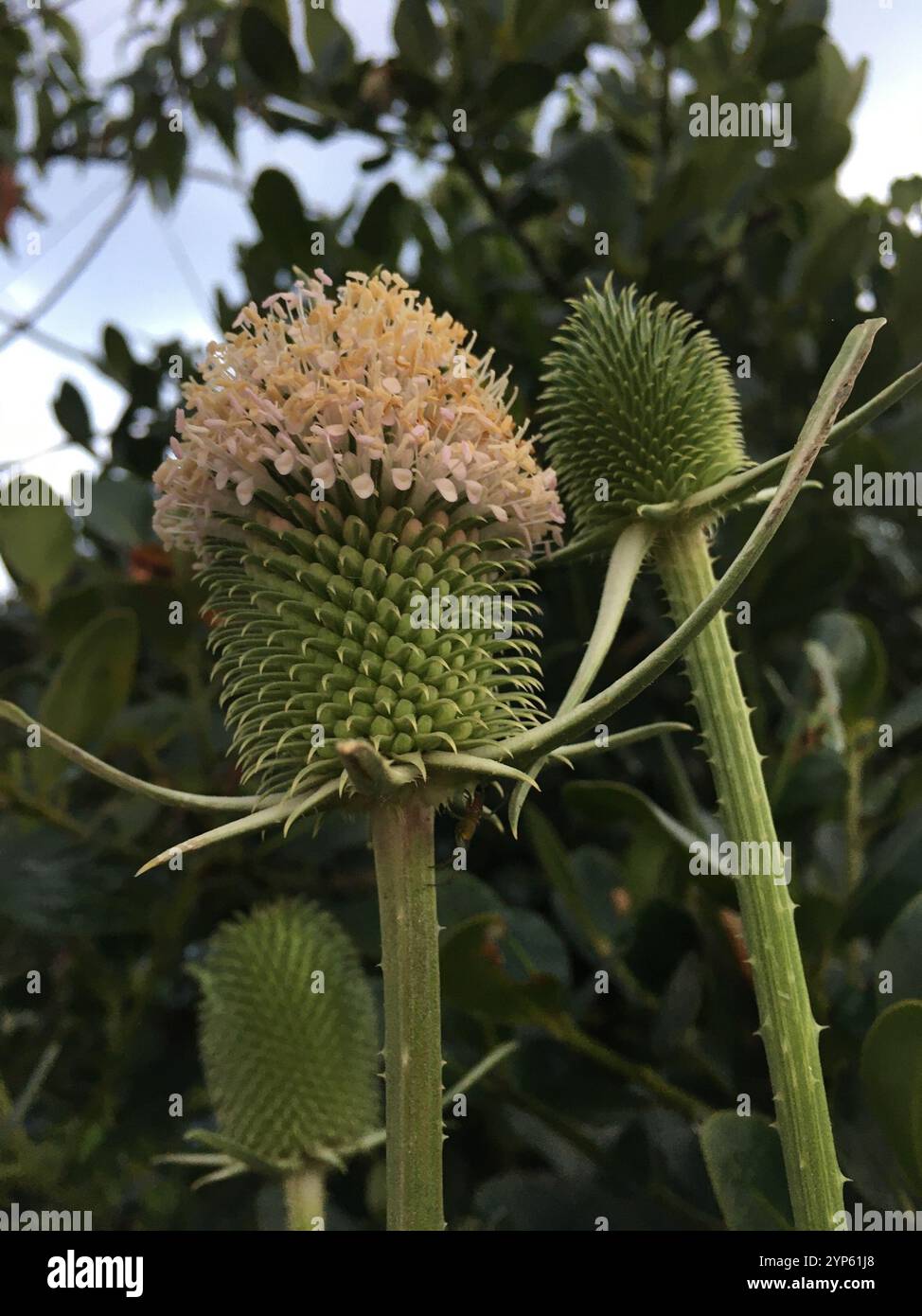 fuller's teasel (Dipsacus sativus Stock Photo - Alamy