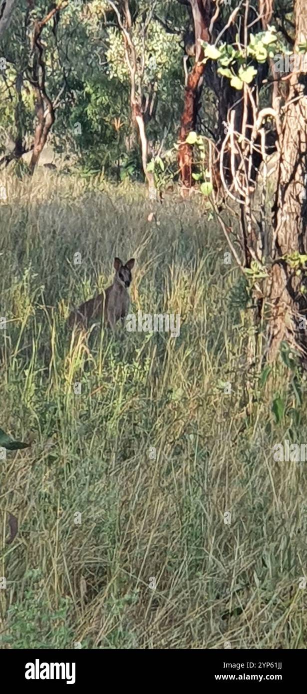 Agile Wallaby (Notamacropus agilis Stock Photo - Alamy