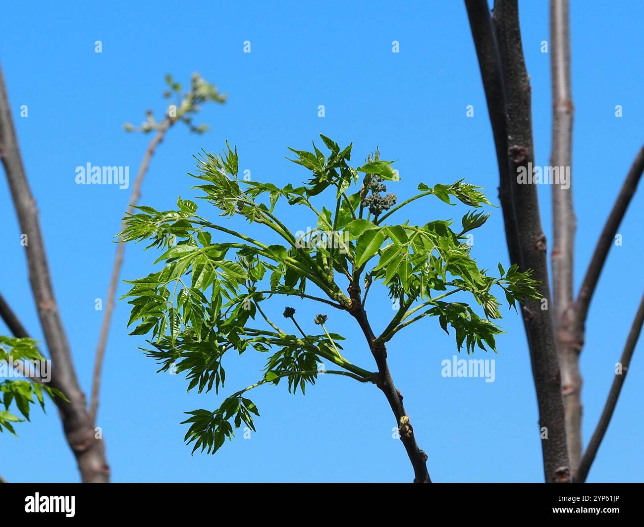 Chinaberry (Melia azedarach Stock Photo - Alamy