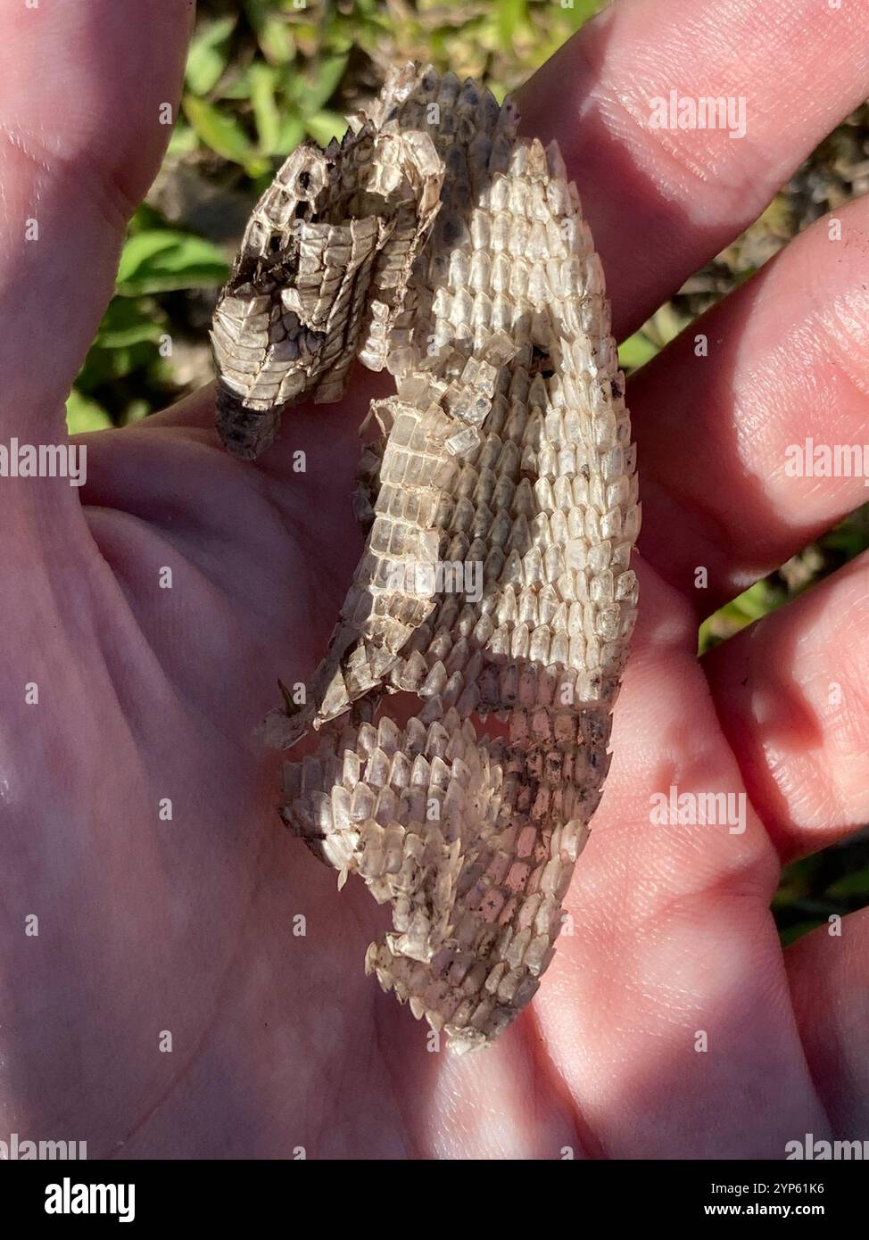 Northern Curly-tailed Lizard (Leiocephalus carinatus Stock Photo - Alamy