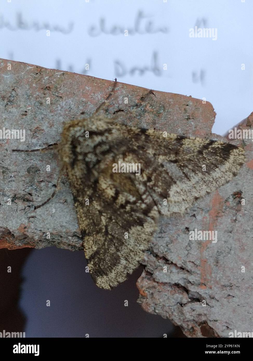 Brindled beauty moth lycia hirtaria hi-res stock photography and images ...