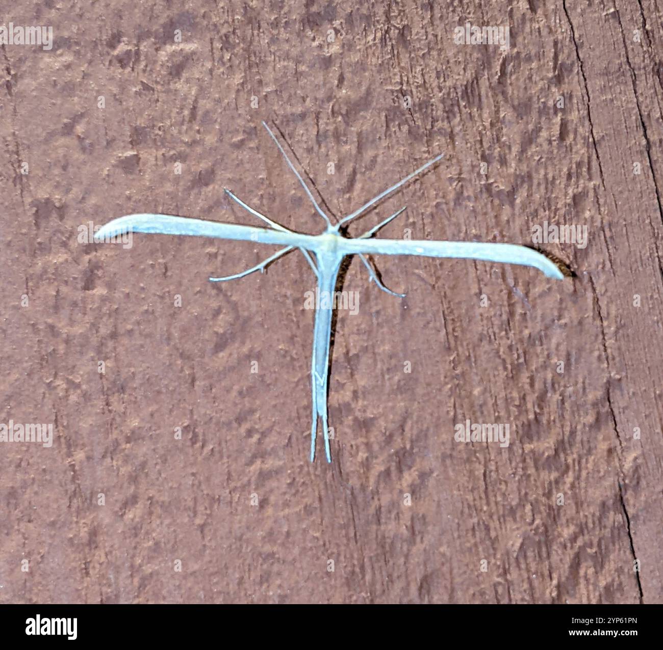 Morning-glory Plume Moth (Emmelina monodactyla Stock Photo - Alamy