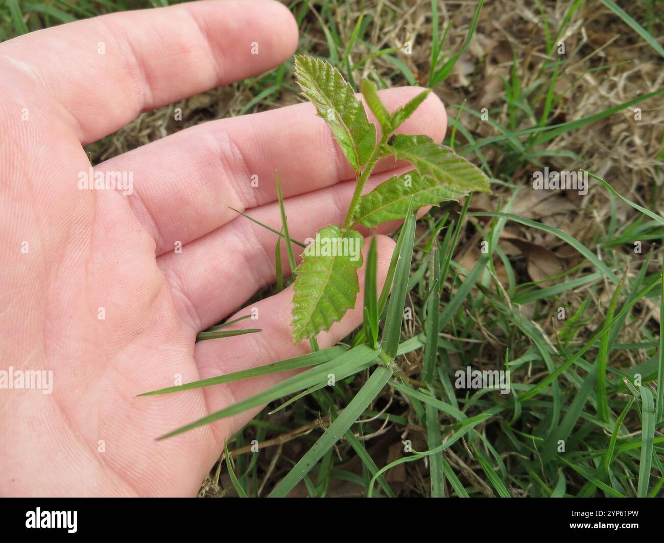 Sawtooth oak (Quercus acutissima Stock Photo - Alamy