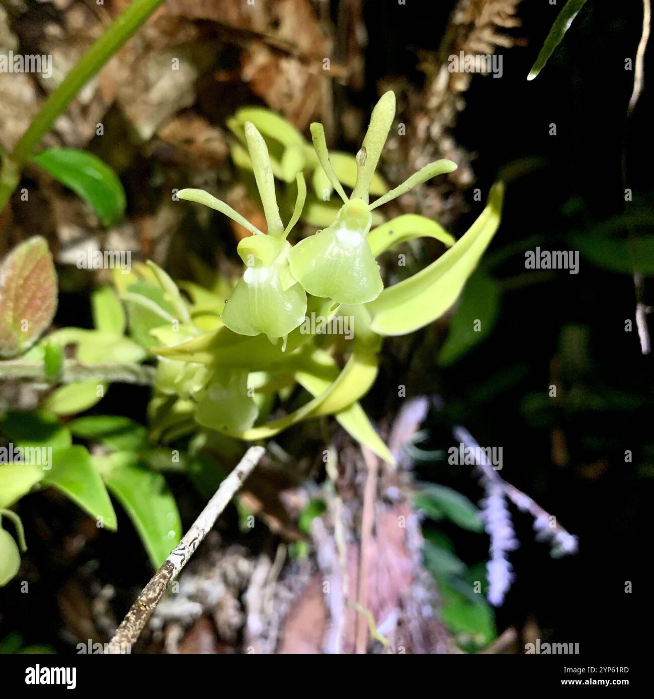 differently-formed epidendrum (Epidendrum difforme Stock Photo - Alamy