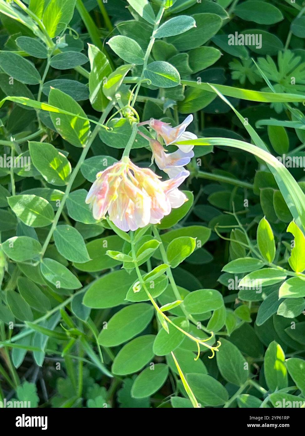 Pacific pea (Lathyrus vestitus Stock Photo - Alamy