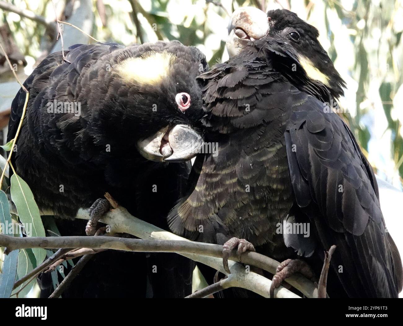Yellow-tailed Black Cockatoo (Zanda funerea Stock Photo - Alamy