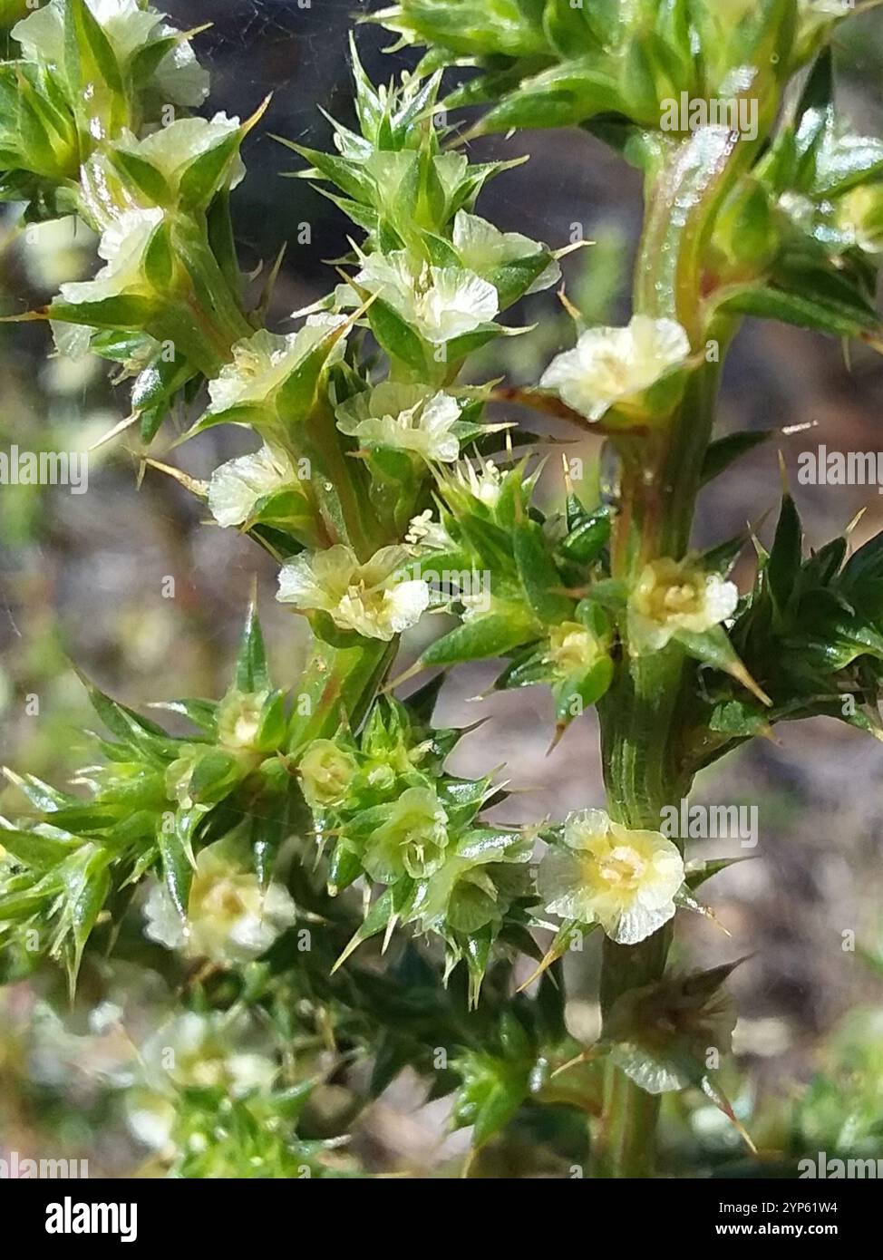 Southern Russian Thistle (Salsola australis Stock Photo - Alamy