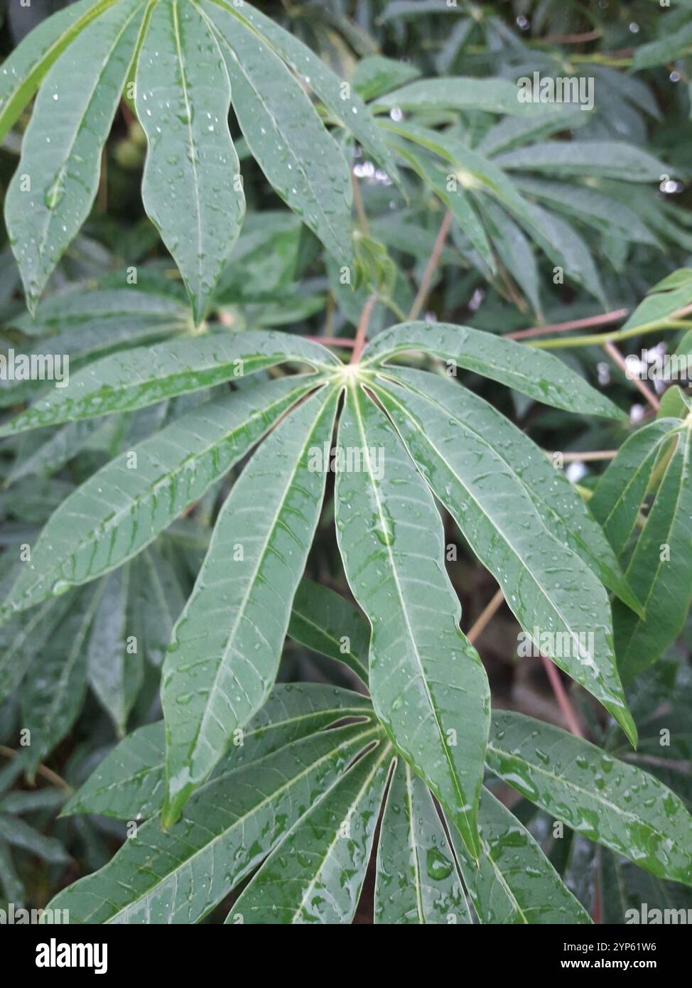 hardy tapioca (Manihot grahamii Stock Photo - Alamy