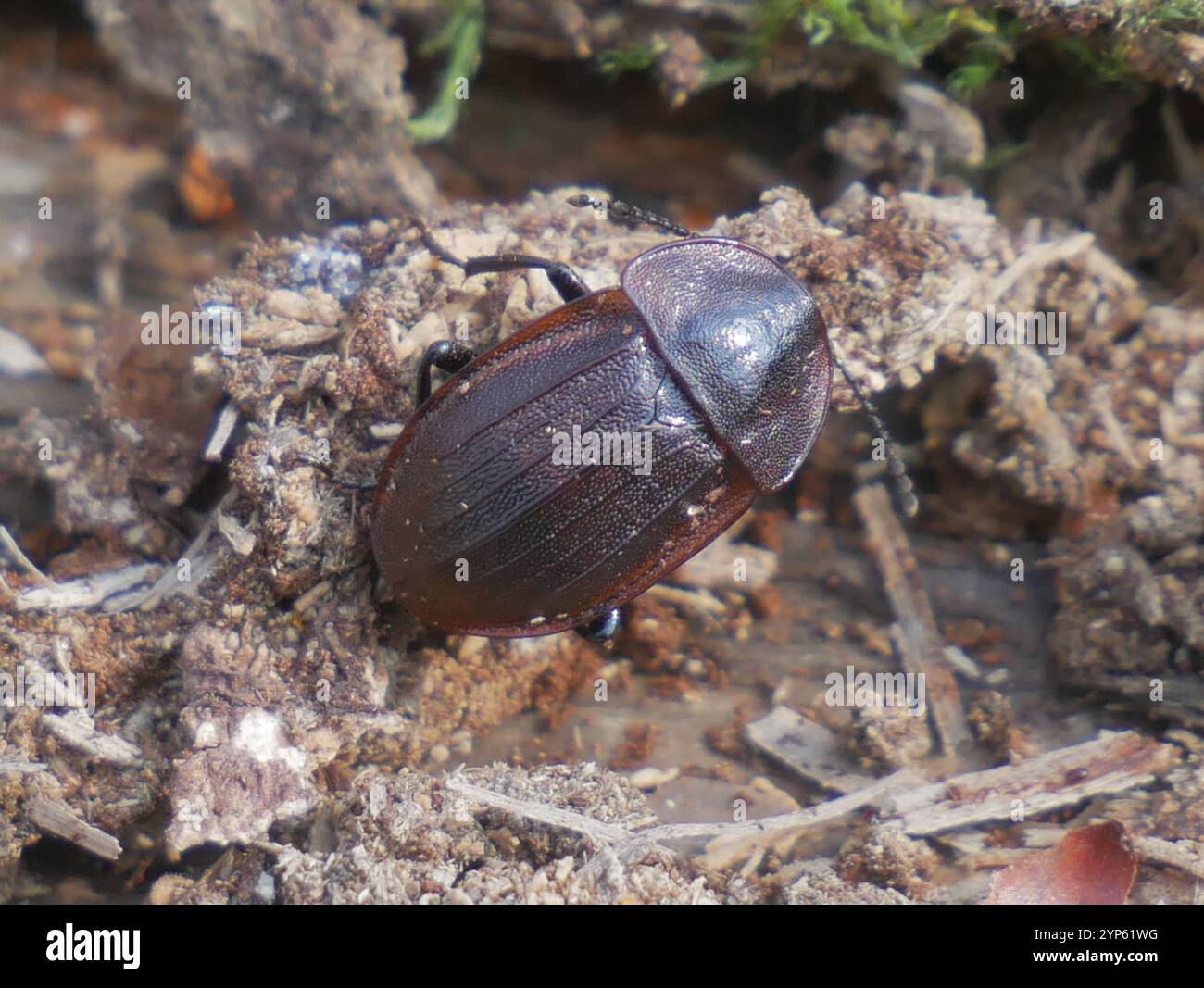Black snail beetle (Phosphuga atrata Stock Photo - Alamy