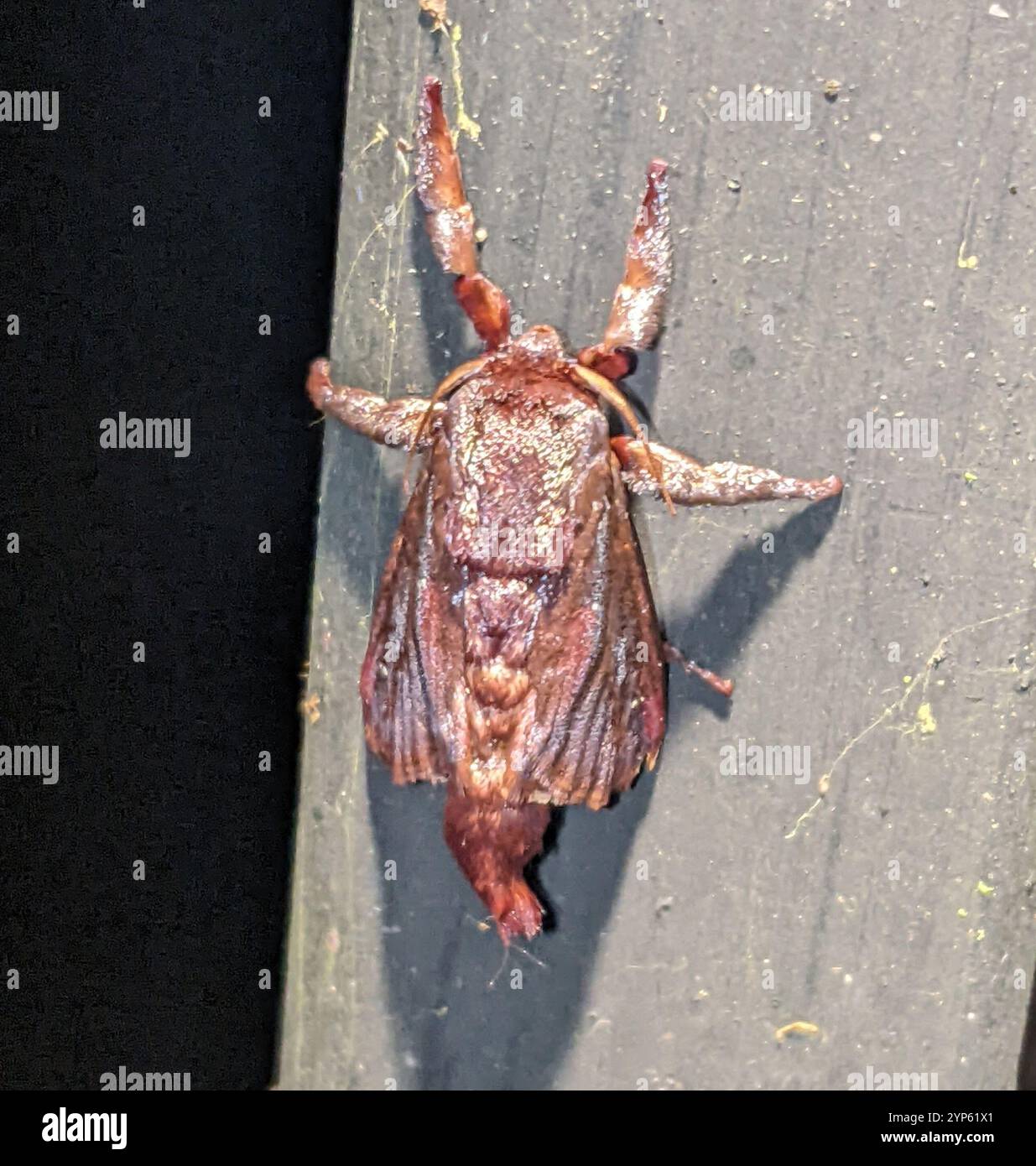 Saddleback Caterpillar Moths and Allies (Acharia Stock Photo - Alamy