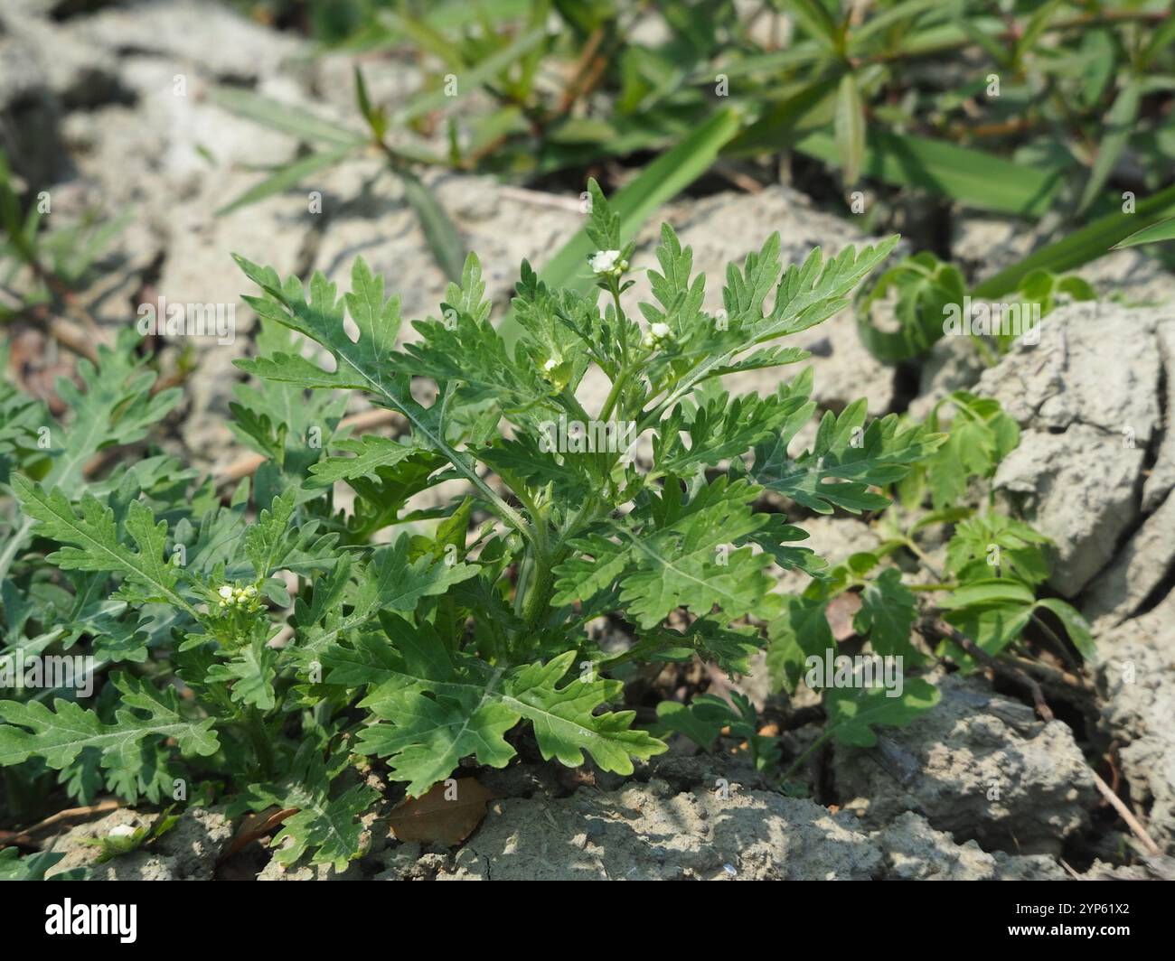 Santa Maria feverfew (Parthenium hysterophorus Stock Photo - Alamy