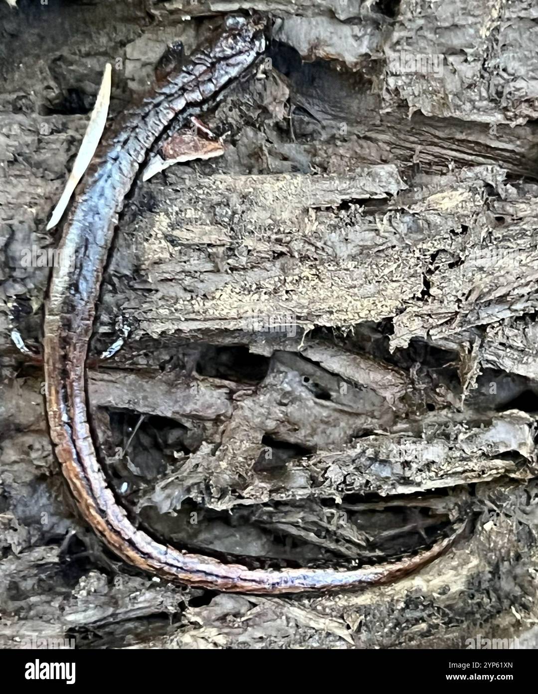 California Slender Salamander (Batrachoseps attenuatus Stock Photo - Alamy