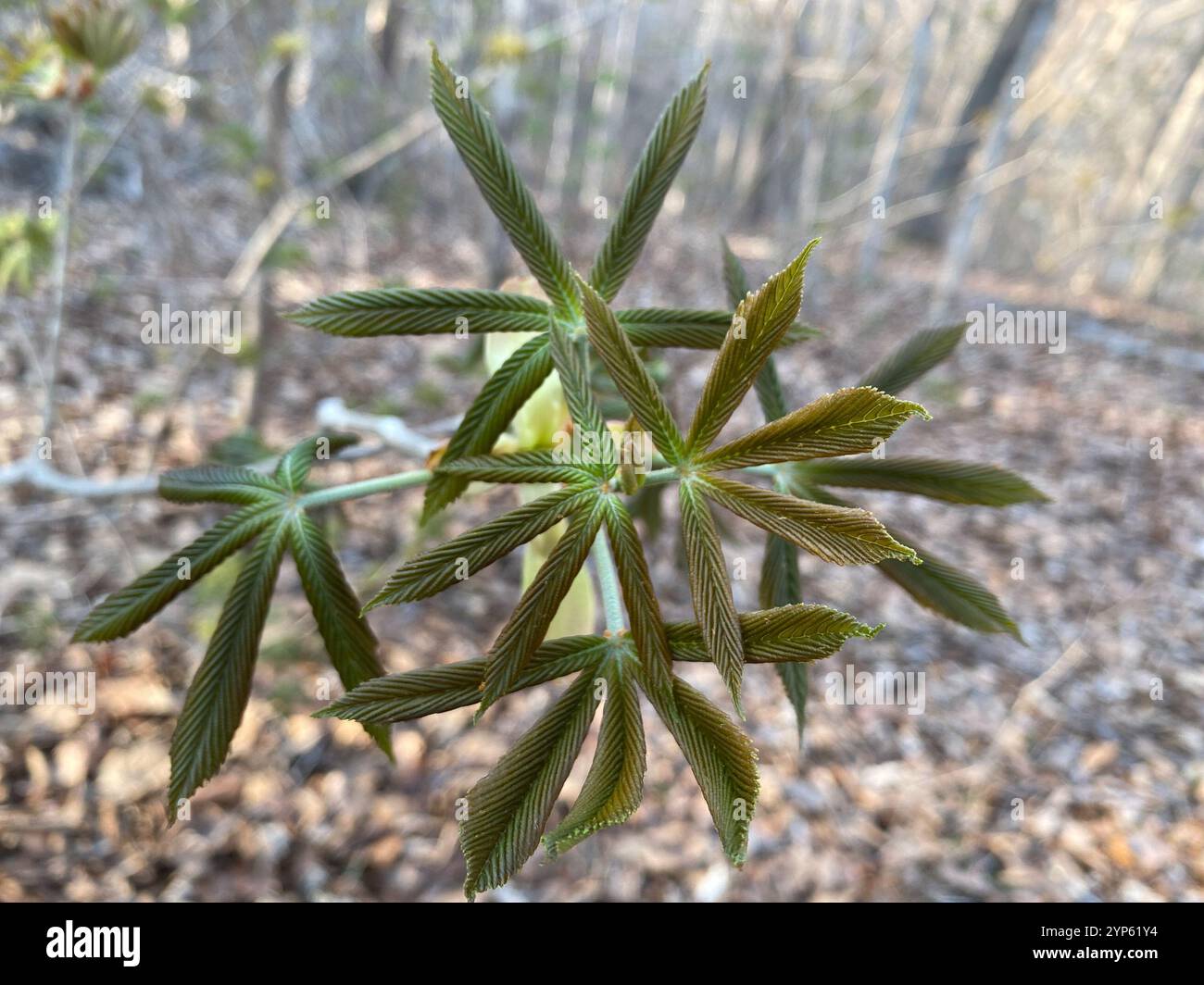 painted buckeye (Aesculus sylvatica Stock Photo - Alamy