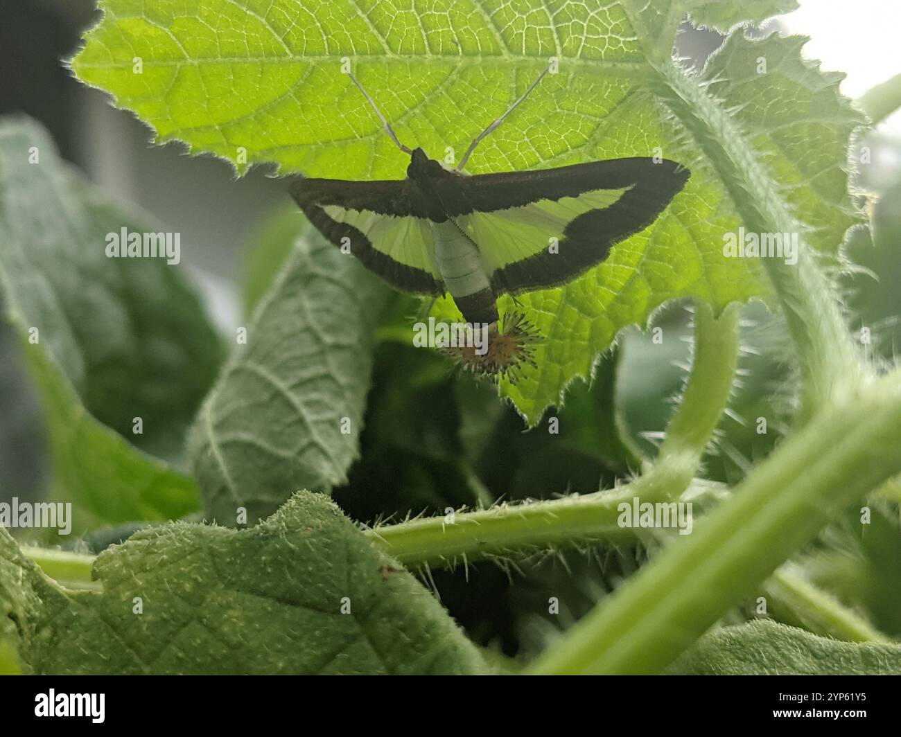 Cucumber Moth (Diaphania indica Stock Photo - Alamy