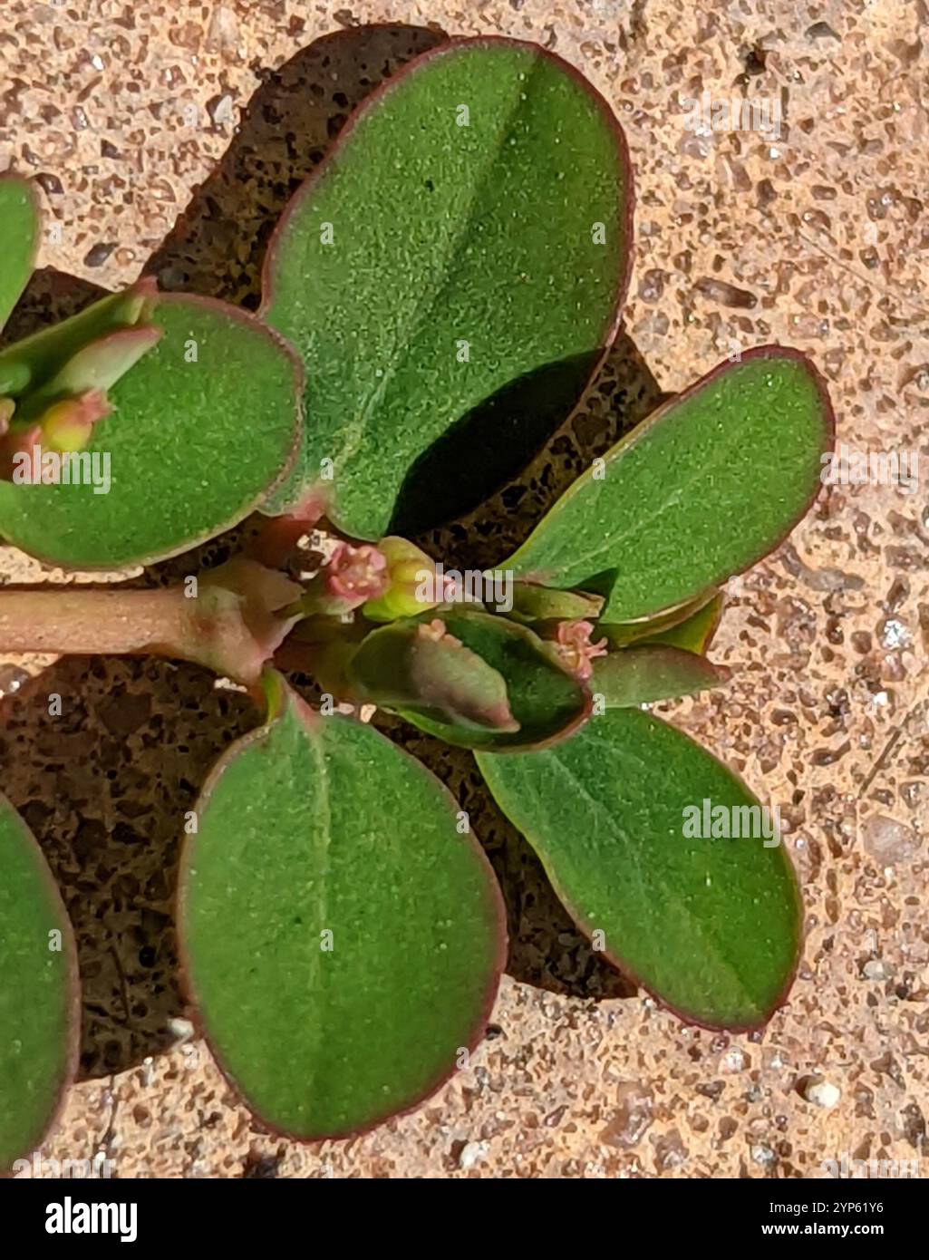 limestone sandmat (Euphorbia blodgettii Stock Photo - Alamy