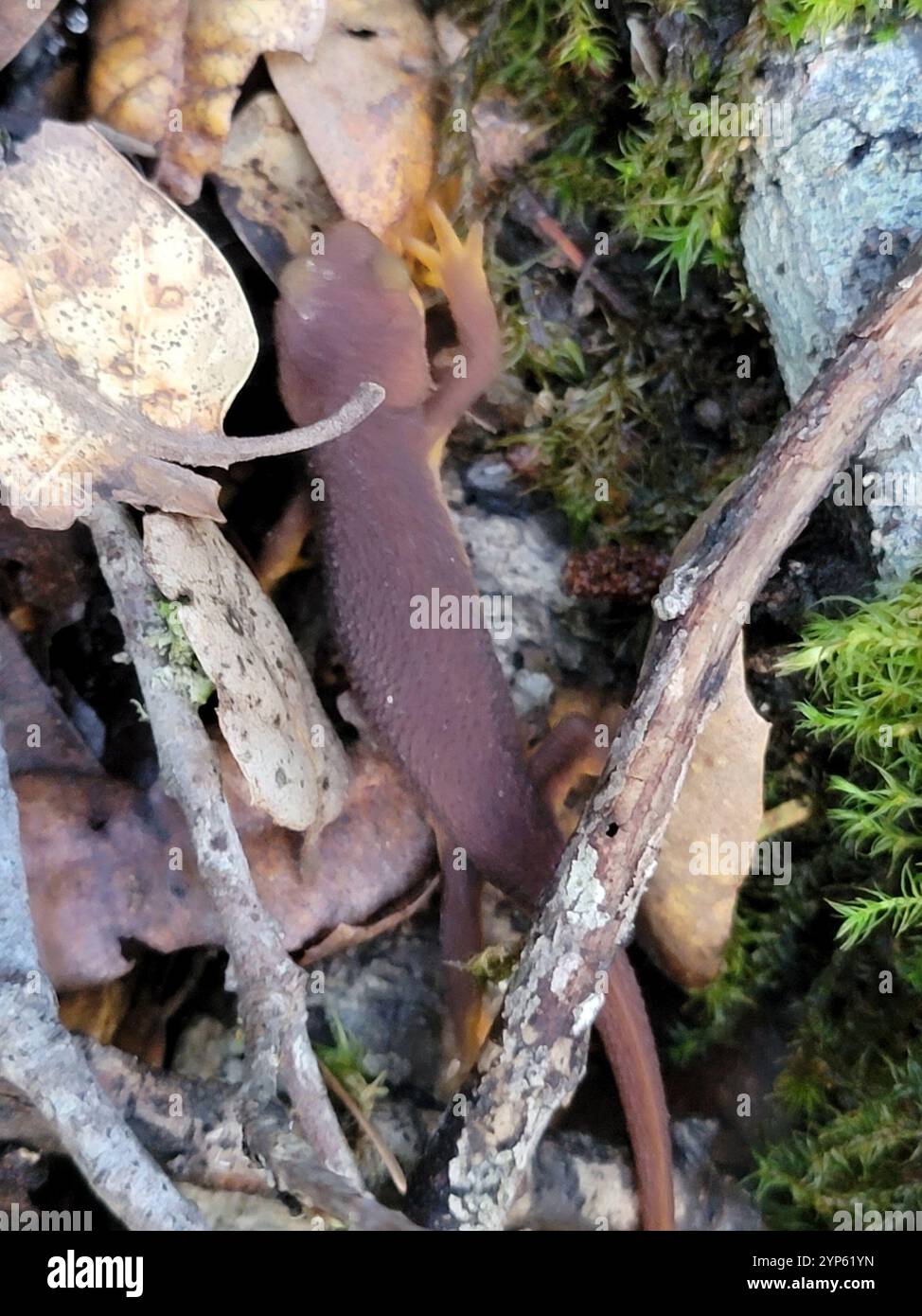 California Newt (Taricha torosa Stock Photo - Alamy