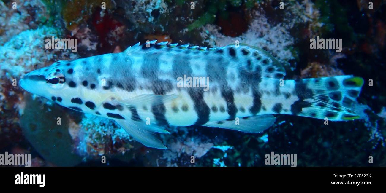 Harlequin Bass (Serranus tigrinus Stock Photo - Alamy