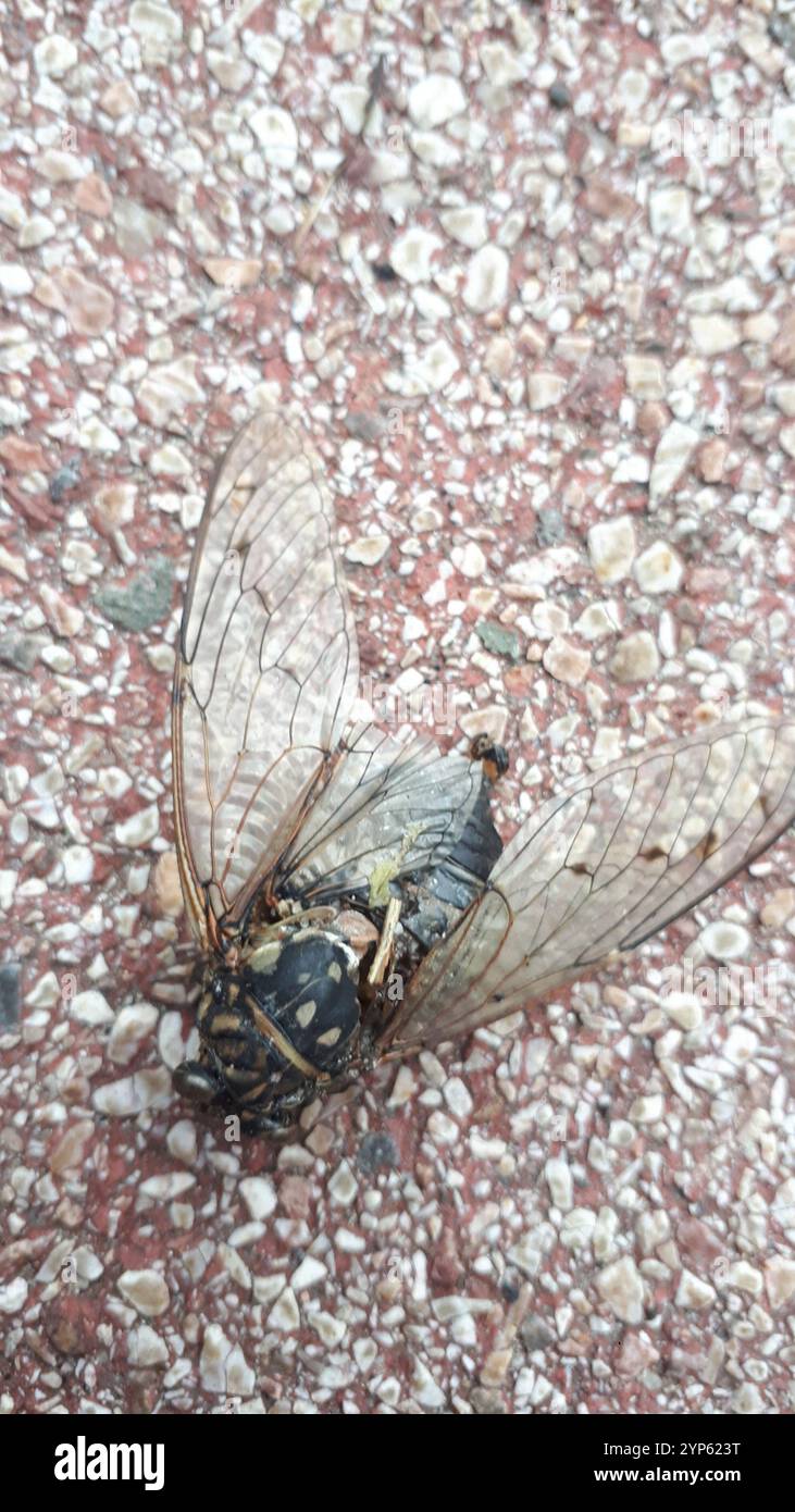 Robust cicada hi-res stock photography and images - Alamy
