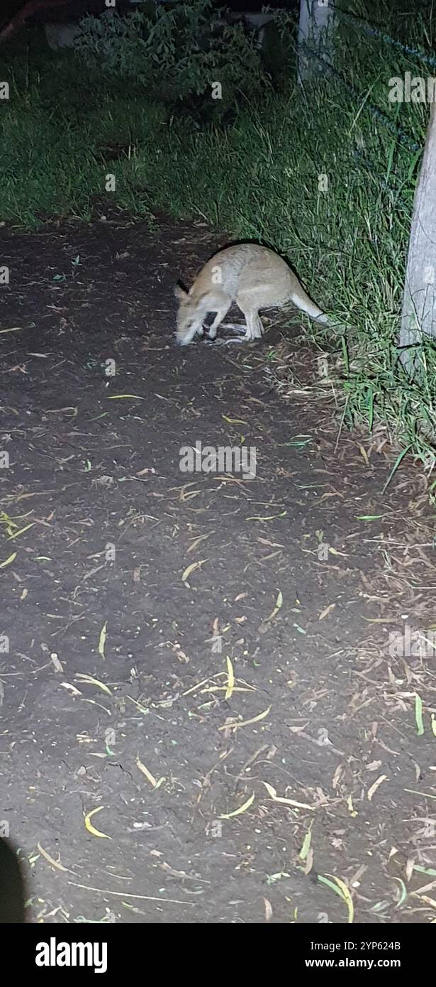 Agile Wallaby (Notamacropus agilis Stock Photo - Alamy