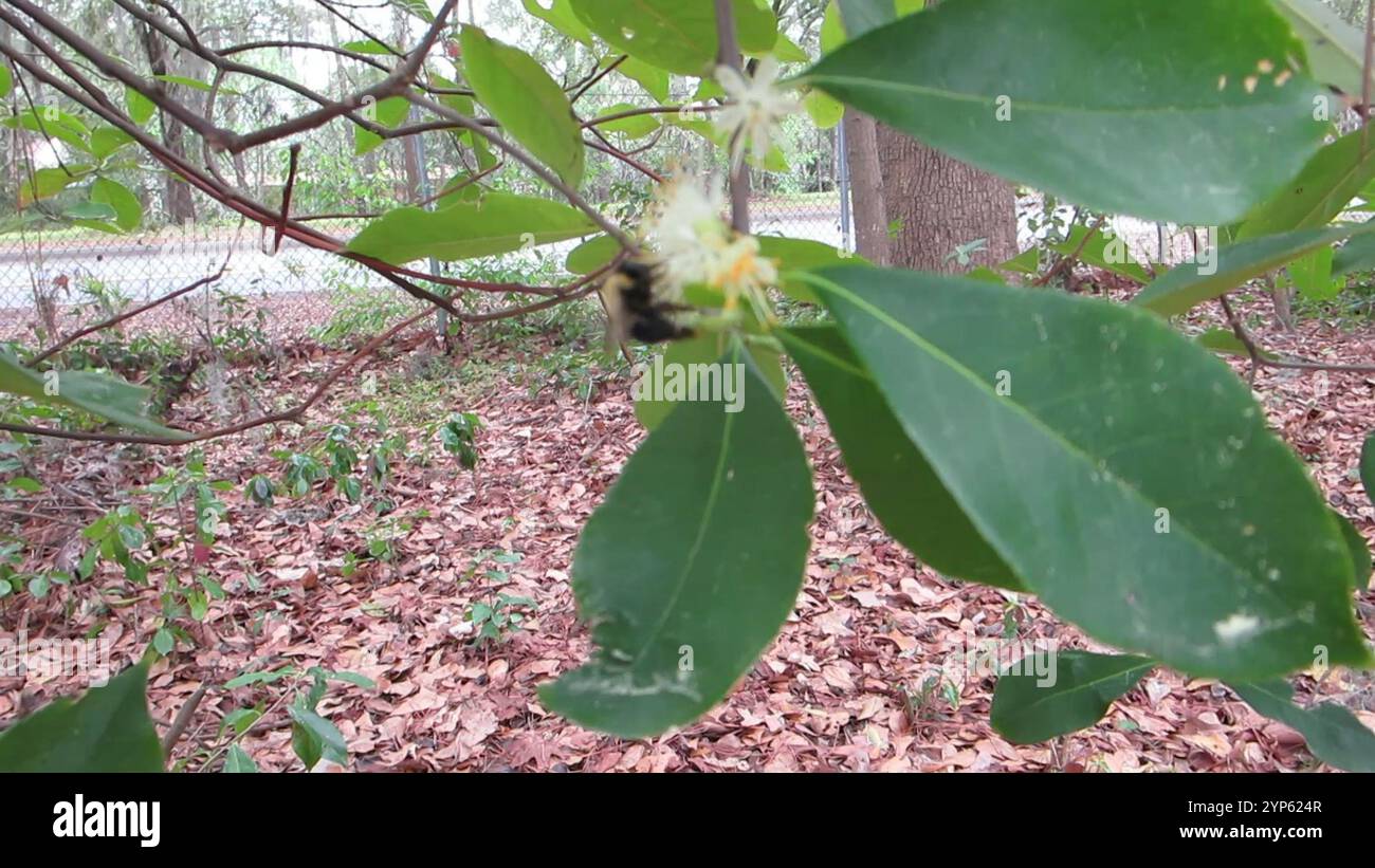 Honey Bees, Bumble Bees, and Allies (Apidae Stock Photo - Alamy