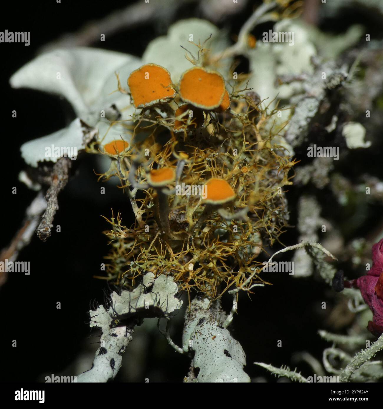 common lichens (Lecanoromycetes Stock Photo - Alamy