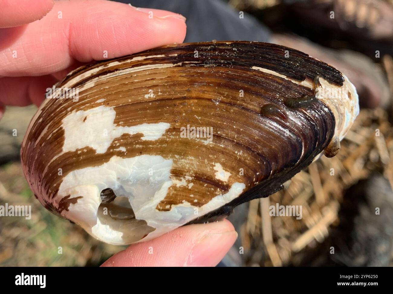 Swollen River-mussel (Unio tumidus Stock Photo - Alamy