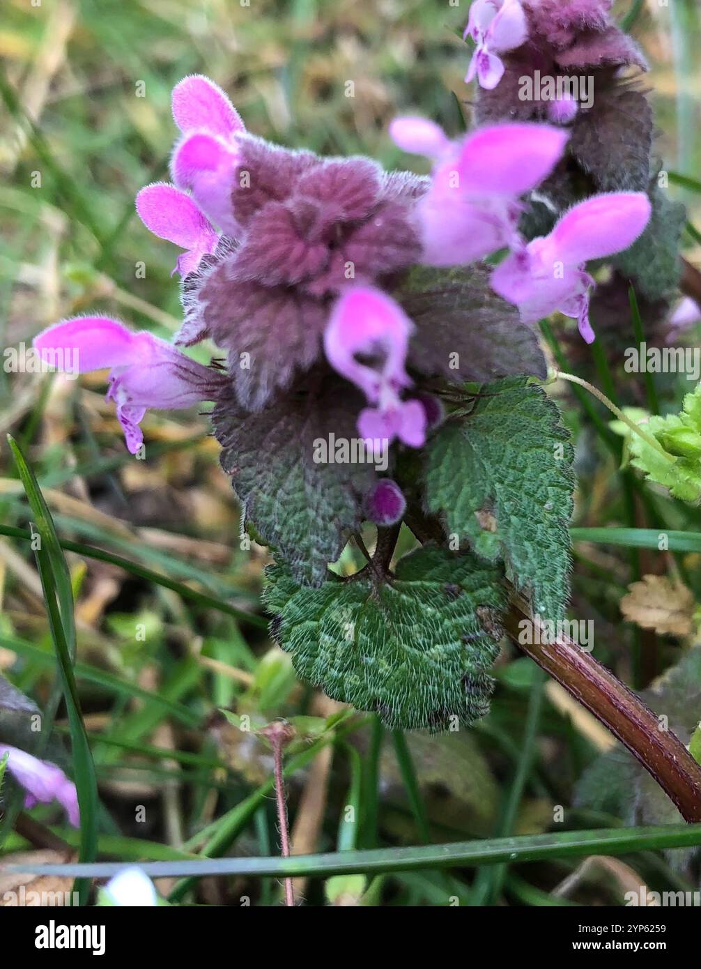 red deadnettle (Lamium purpureum Stock Photo - Alamy