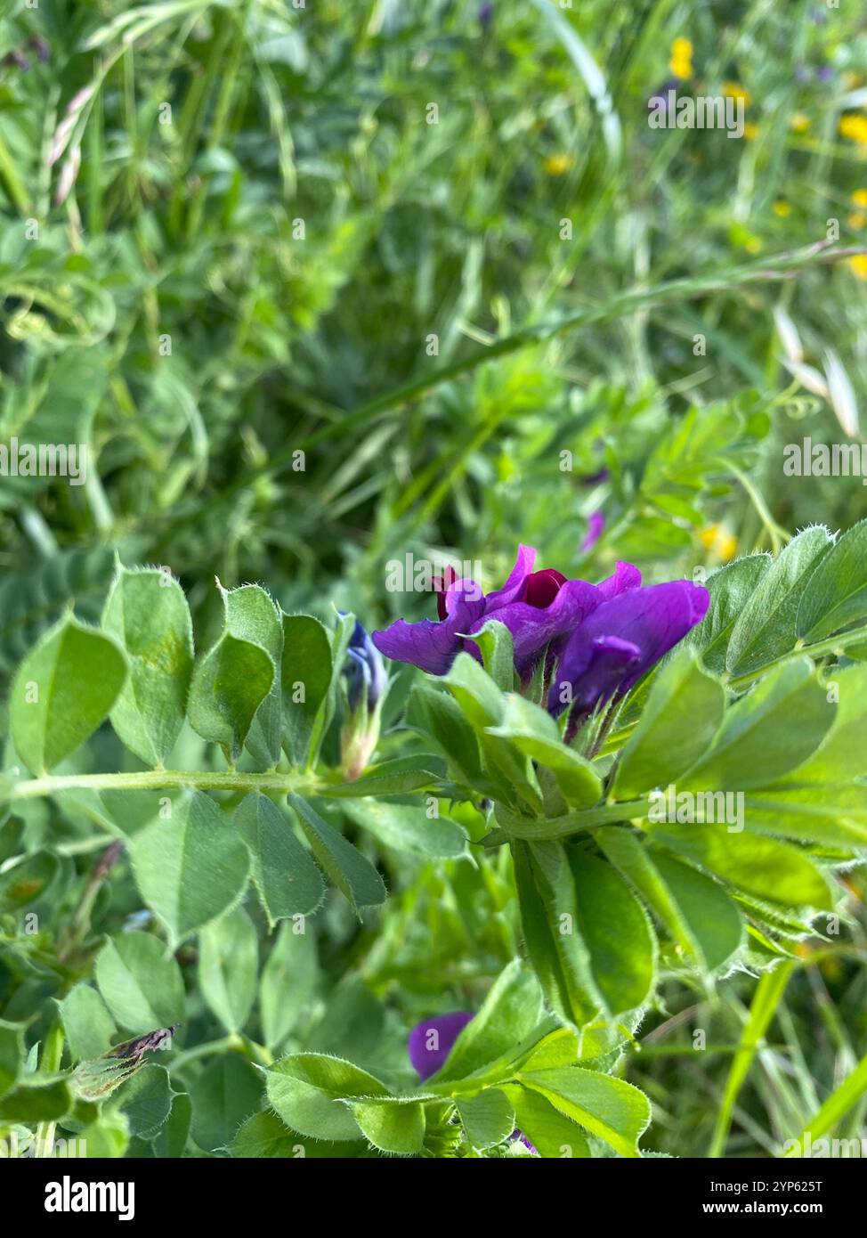 Common Vetch (Vicia sativa Stock Photo - Alamy