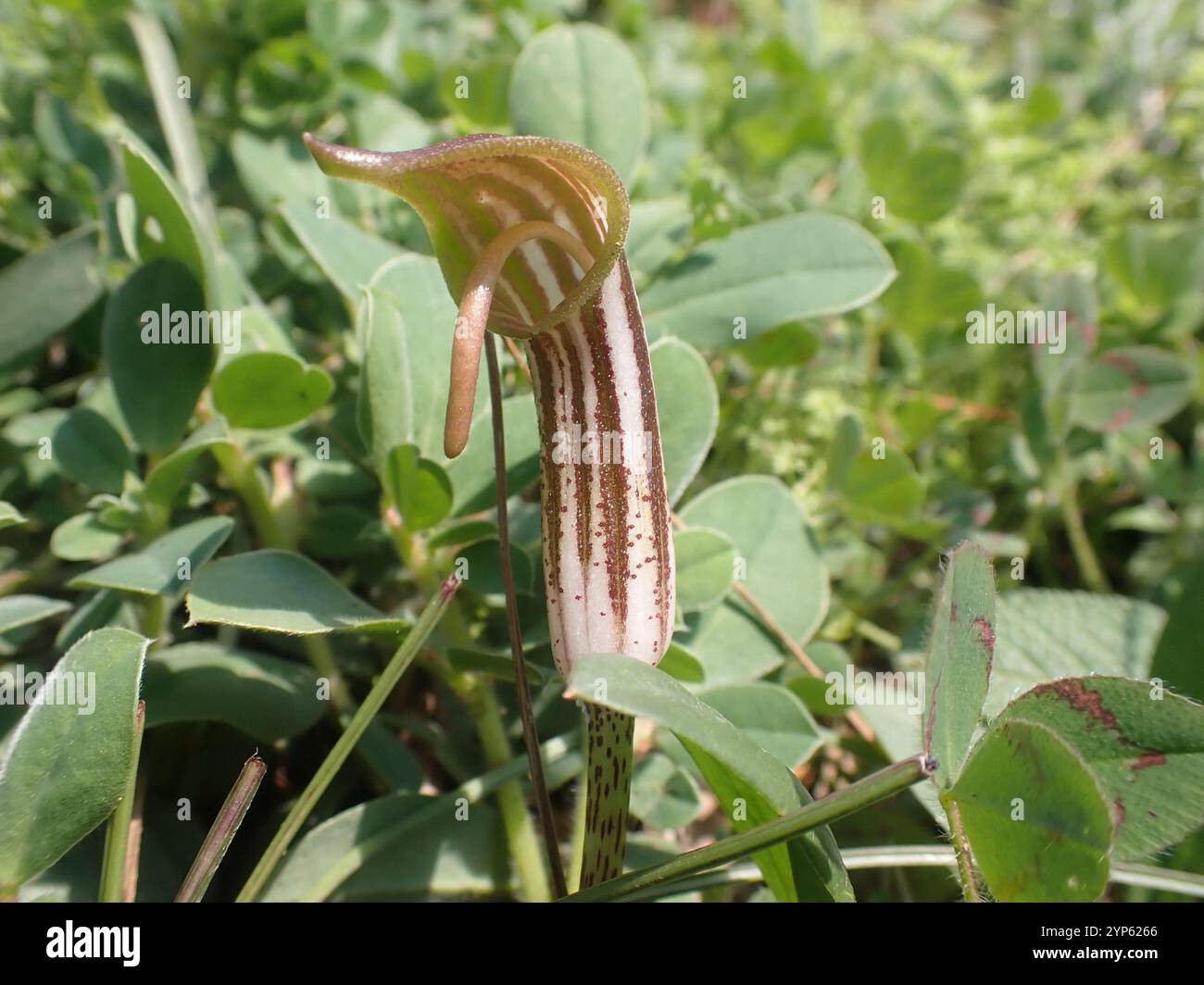 Friar's-cowl (Arisarum vulgare Stock Photo - Alamy