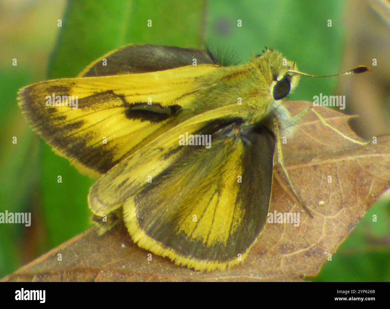 Whirlabout (Polites vibex Stock Photo - Alamy