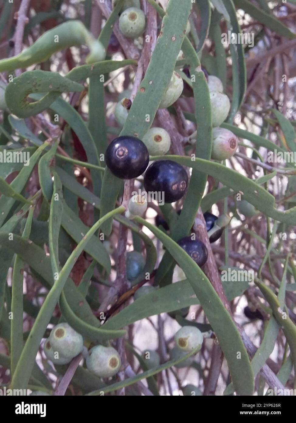 Harlequin Mistletoe (Lysiana exocarpi Stock Photo - Alamy