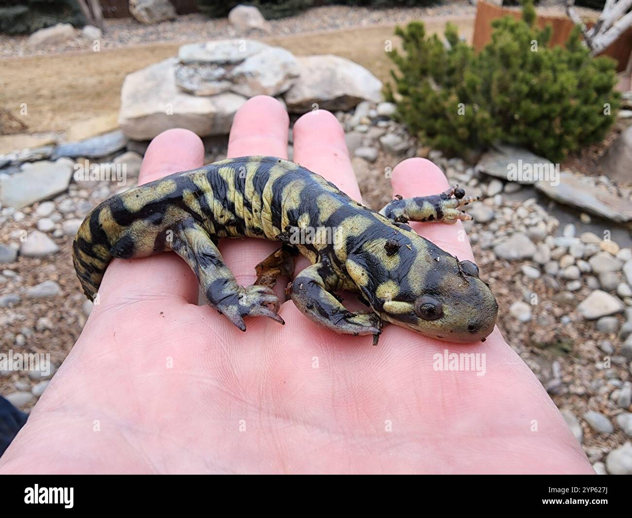 Barred Tiger Salamander (Ambystoma mavortium Stock Photo - Alamy
