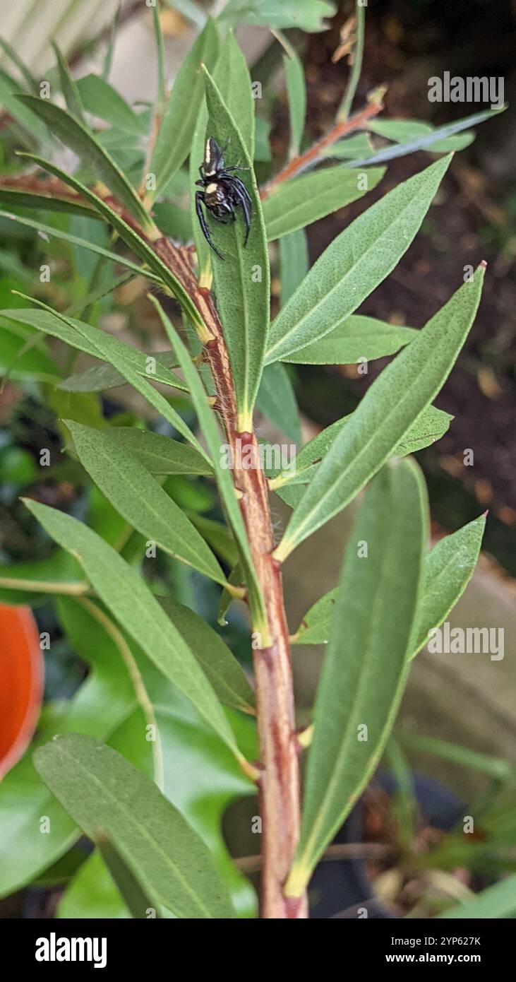 Garden Jumping Spiders (Opisthoncus Stock Photo - Alamy