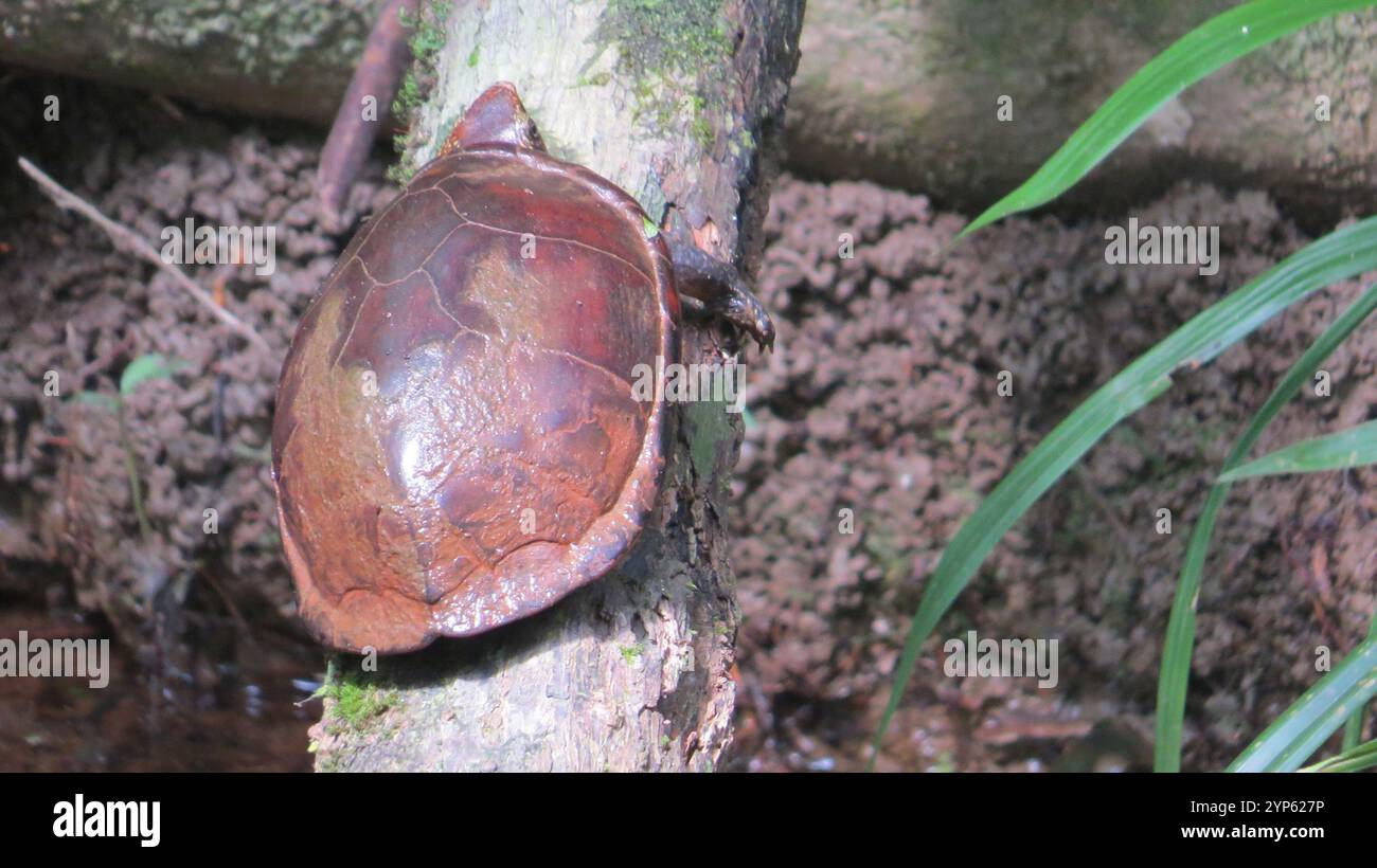 White-lipped Mud Turtle (Kinosternon leucostomum Stock Photo - Alamy