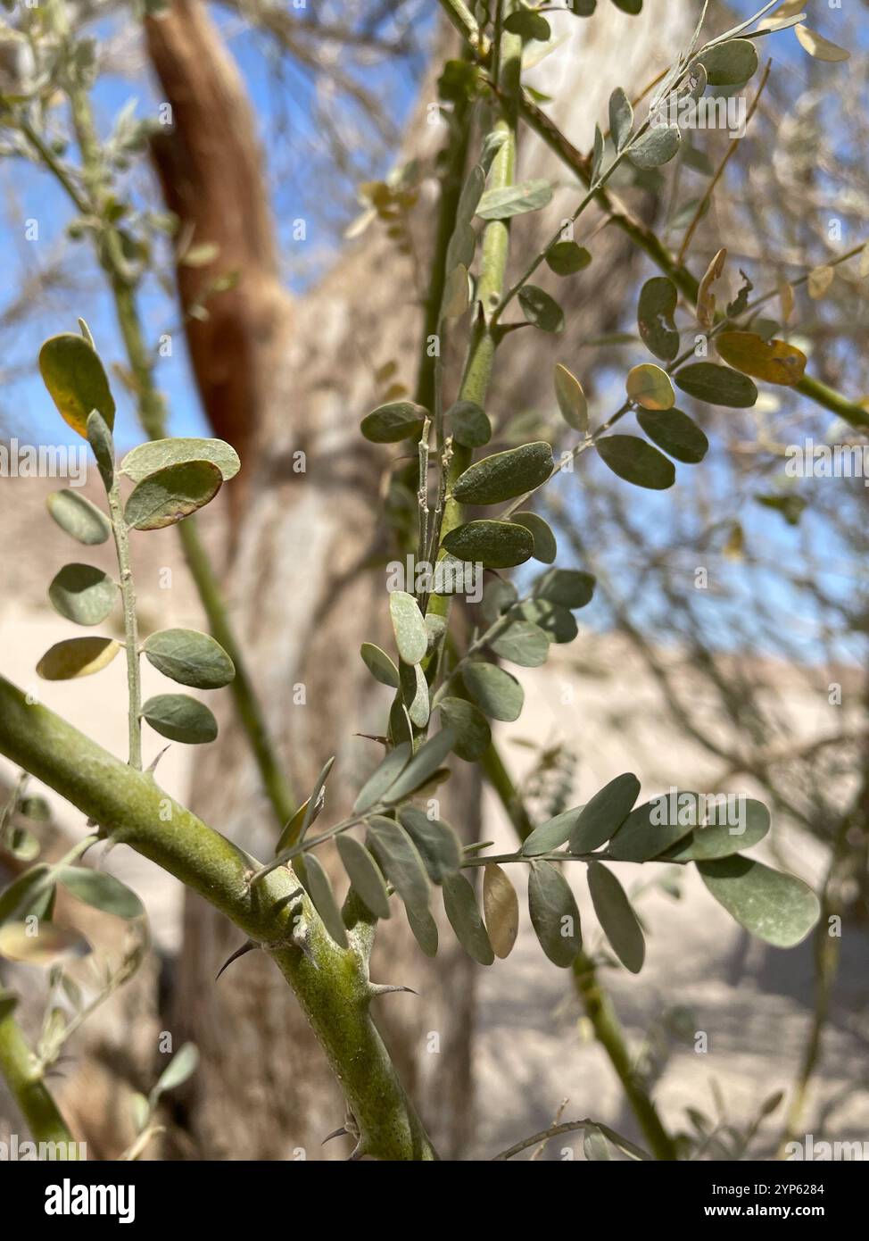 desert ironwood (Olneya tesota Stock Photo - Alamy