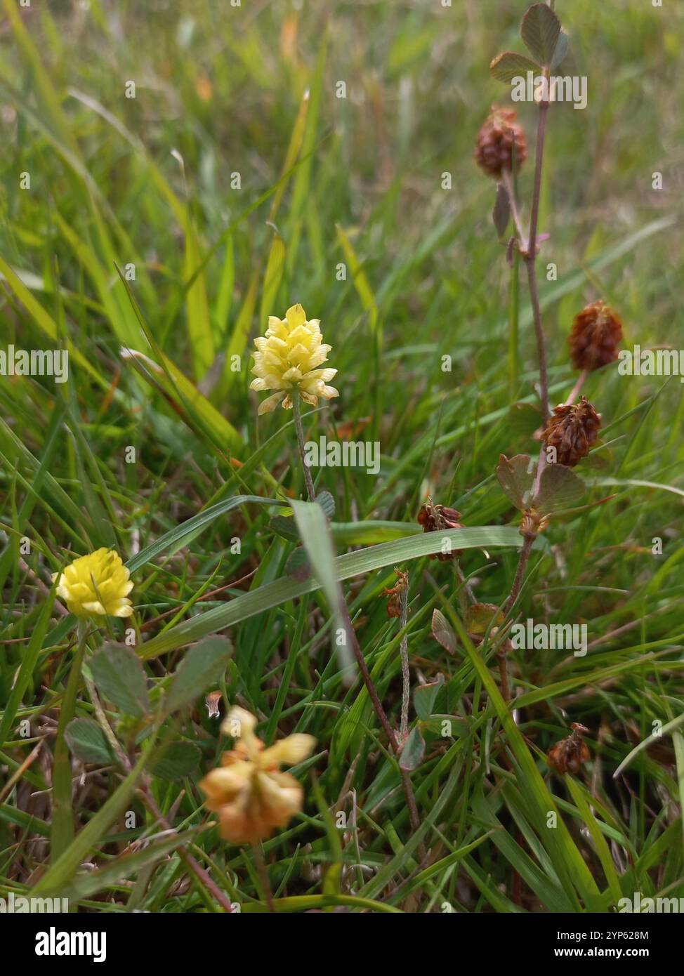 hop trefoil (Trifolium campestre Stock Photo - Alamy