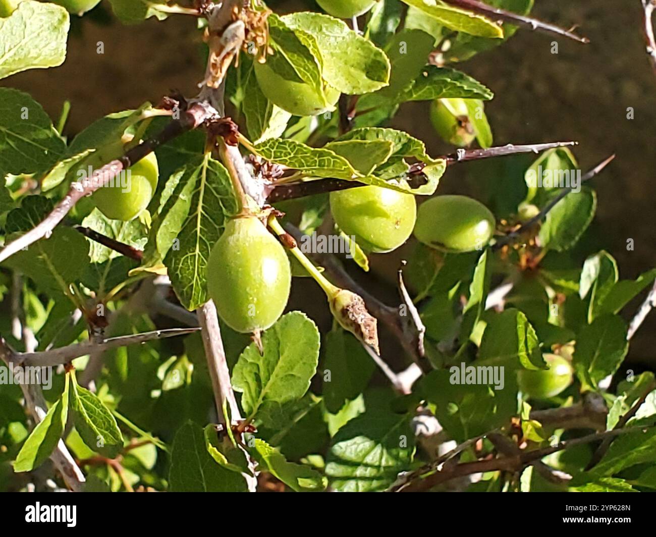 Desert Apricot (Prunus fremontii Stock Photo - Alamy