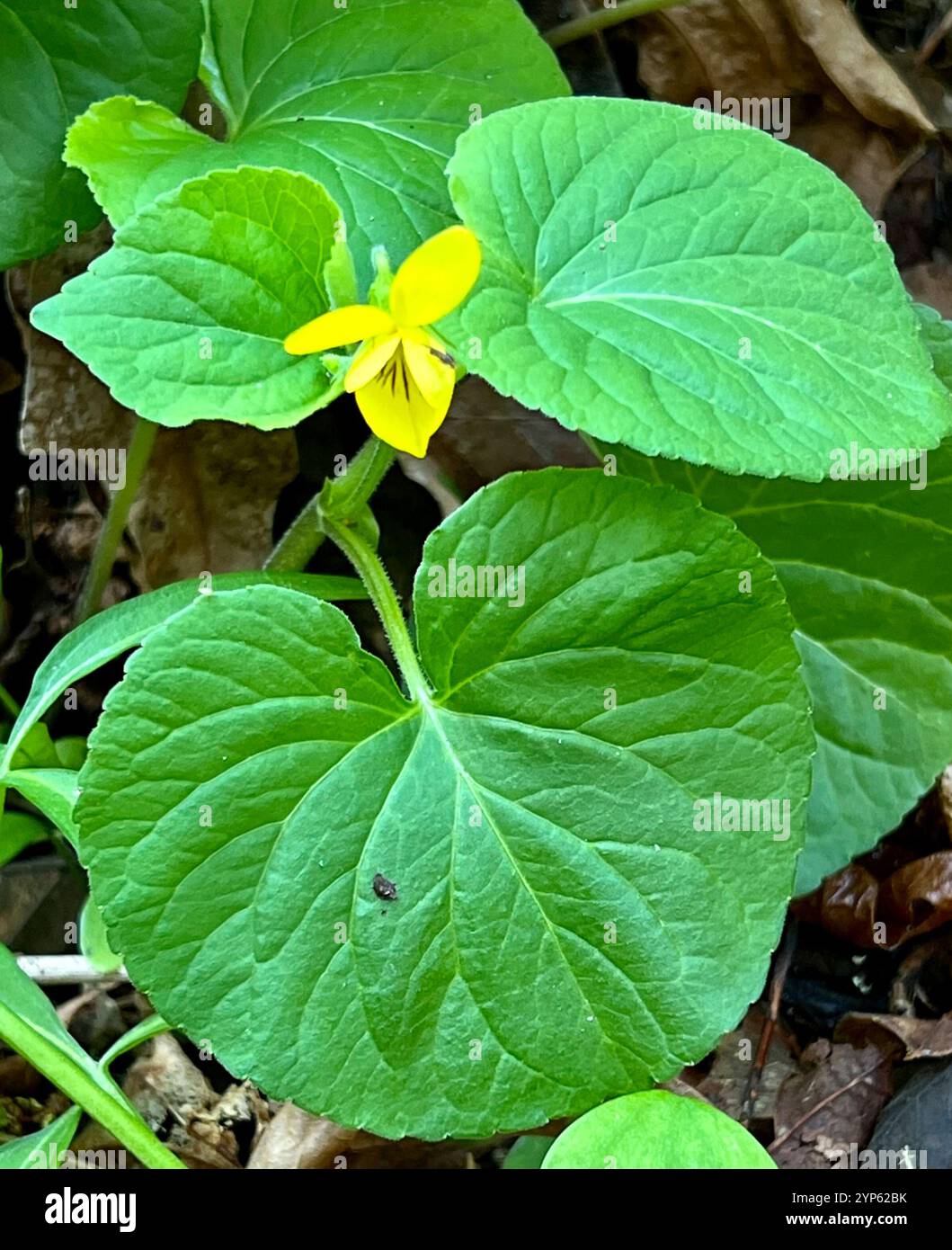 stream violet (Viola glabella Stock Photo - Alamy