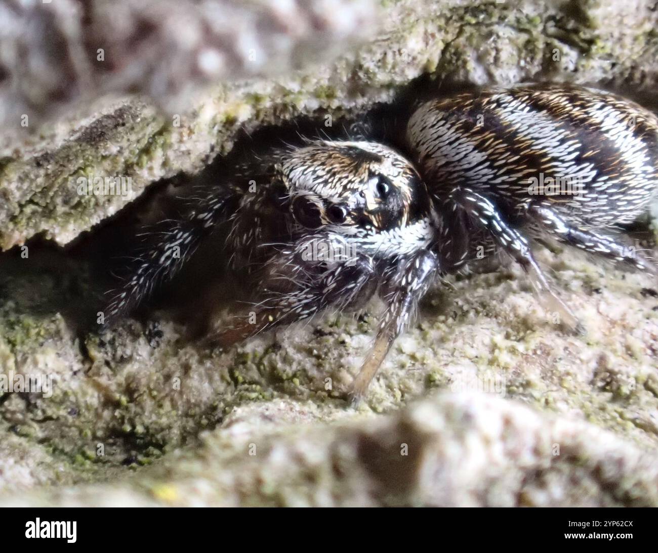 Zebra Jumping Spider (Salticus scenicus Stock Photo - Alamy