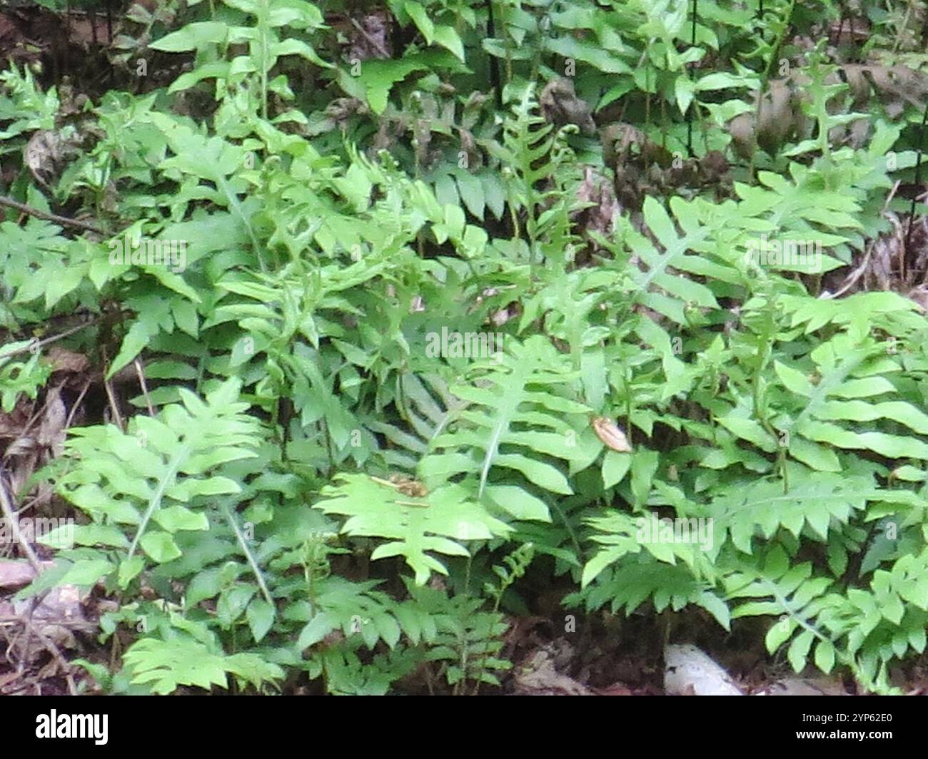 netted chain fern (Woodwardia areolata Stock Photo - Alamy