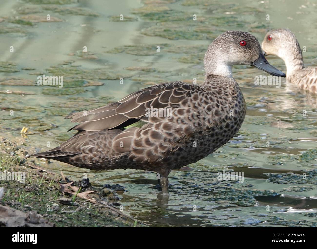 Grey Teal (Anas gracilis Stock Photo - Alamy