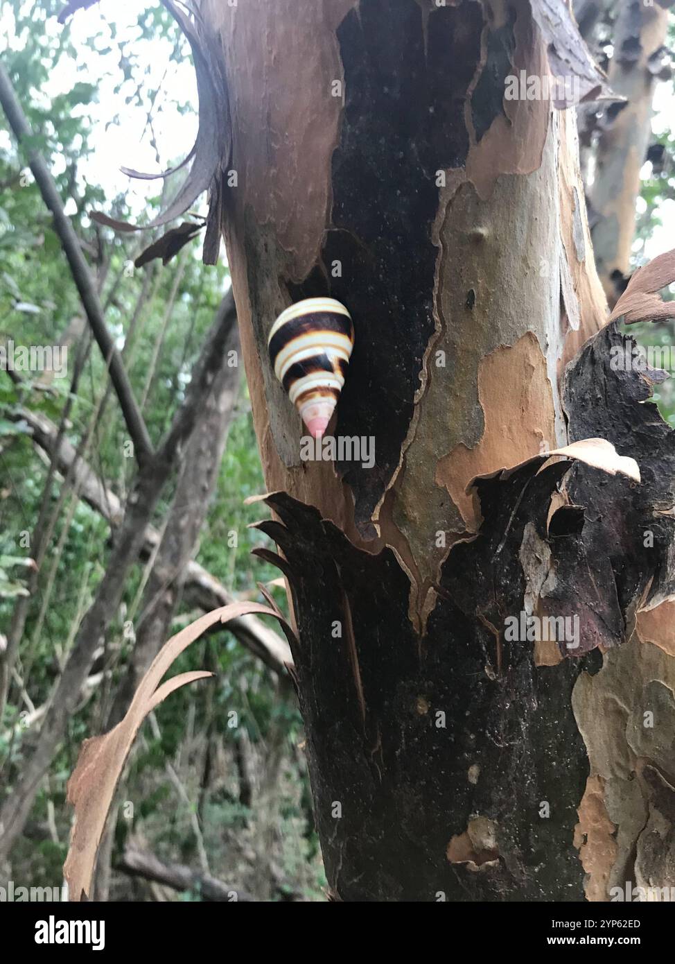 Liguus fasciatus fasciatus hi-res stock photography and images - Alamy