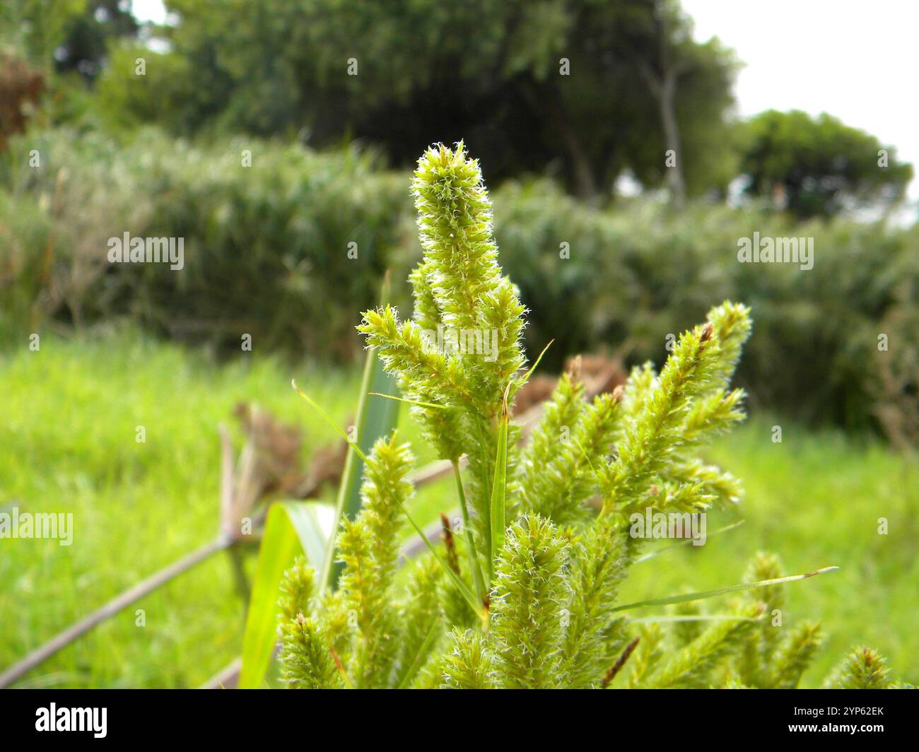 Cyperus dives hi-res stock photography and images - Alamy