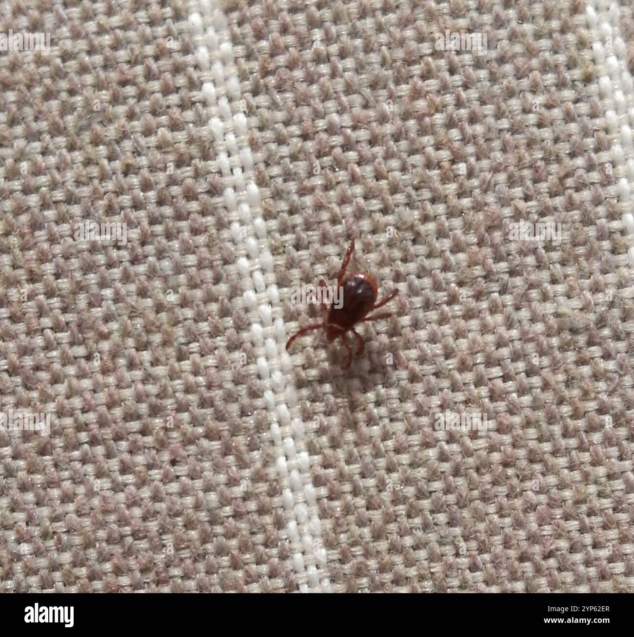 Pepper Ticks (Rhipicephalus Stock Photo - Alamy