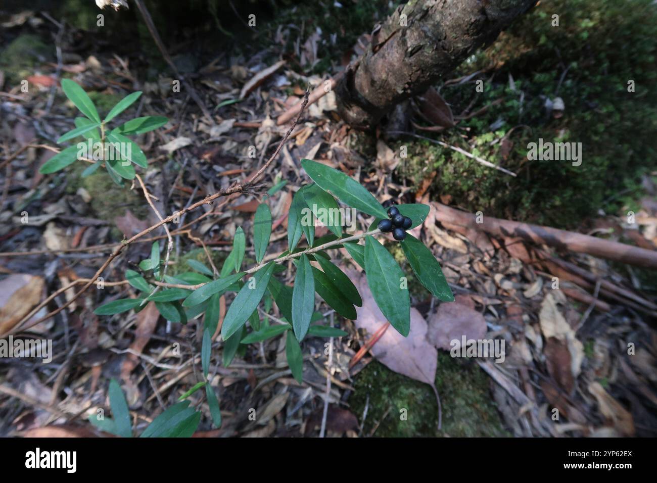 Pimelea drupacea hi-res stock photography and images - Alamy