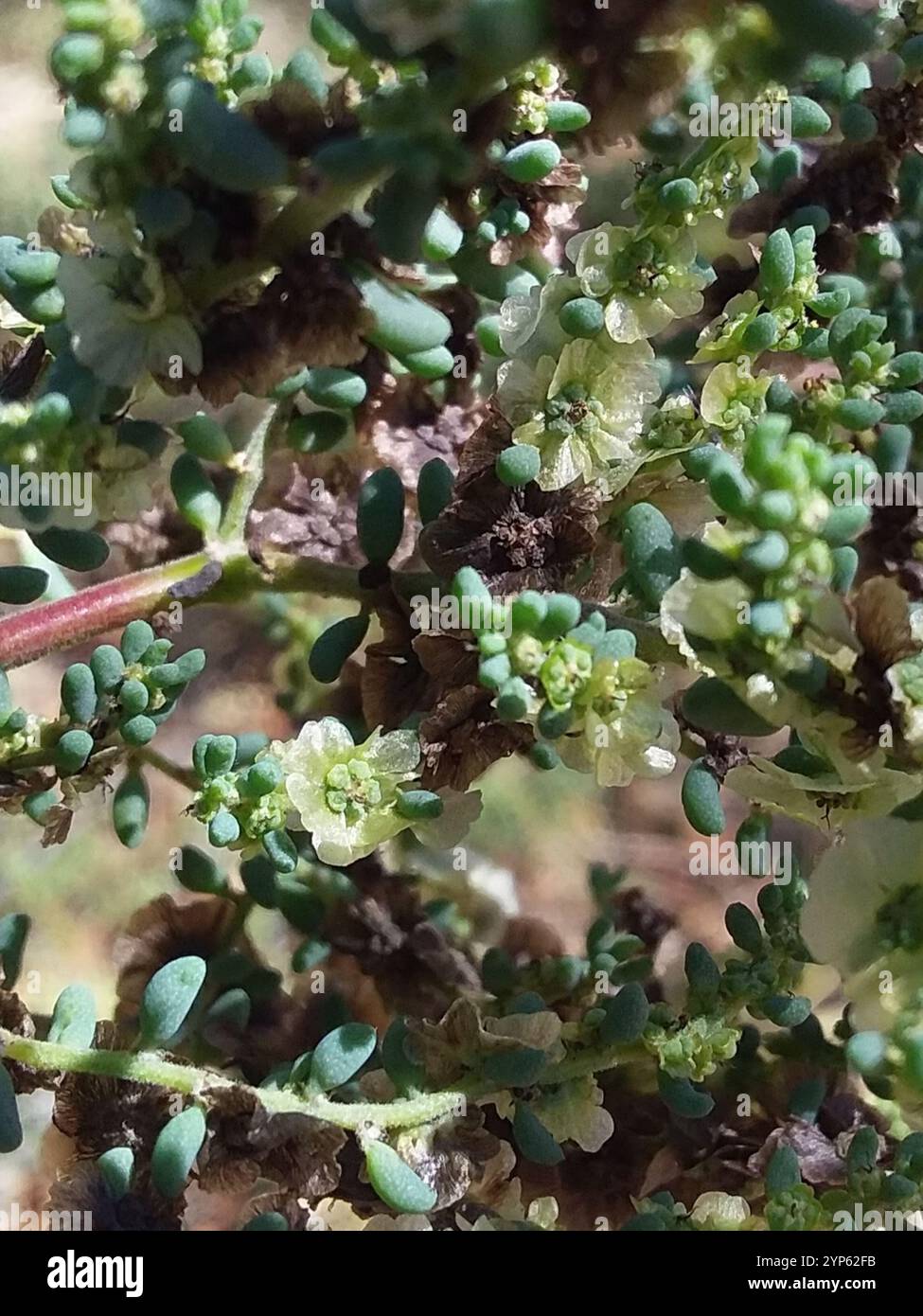 Short-leaf Bluebush (Maireana brevifolia Stock Photo - Alamy