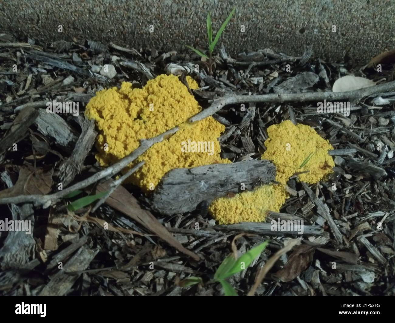 Dog Vomit Slime Mold (Fuligo septica Stock Photo - Alamy